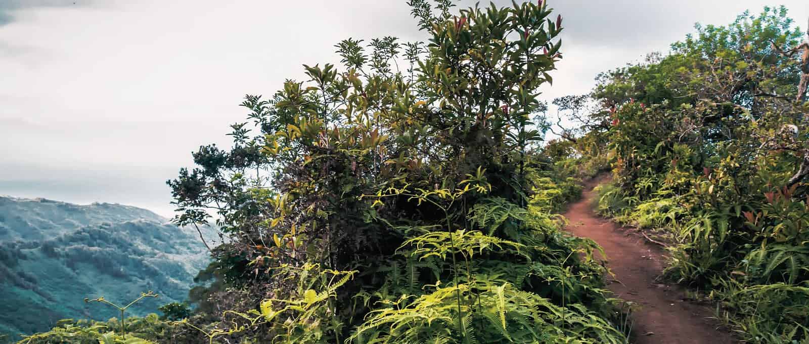 Kuliouou Ridge Trails and Hiking Stats - Meldrums on the Move